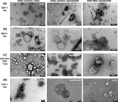 Negative Stain Tem Images Show The Initial And Equilibrated