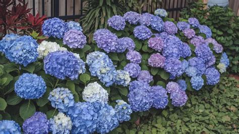 Top Picks For Border Hydrangea Companion Plants Bluenose Blooms Home