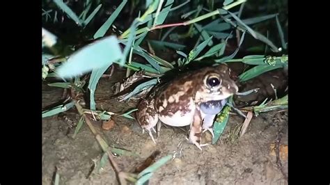 Sphaerotheca Rolandae Youtube