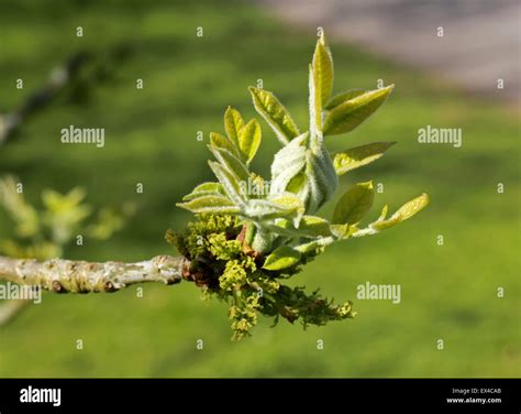 Fraxinus Velutina Buds