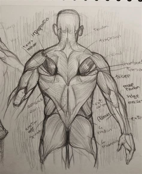 Back Anatomy Drawing Reference At Aletha Heidelberg Blog