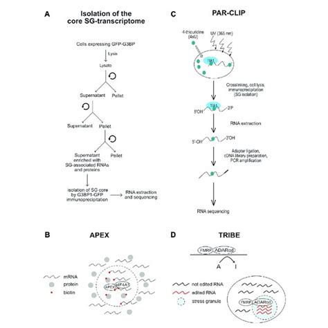 Schematic Representation Of The Methods That Are Used In Download