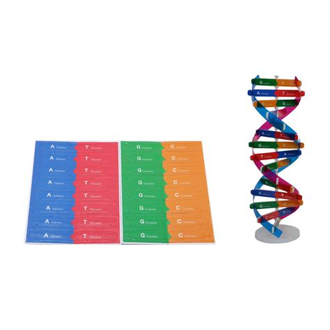 Buy Dhinkyoung Model Double Helix Model Component Human Genes Molecular