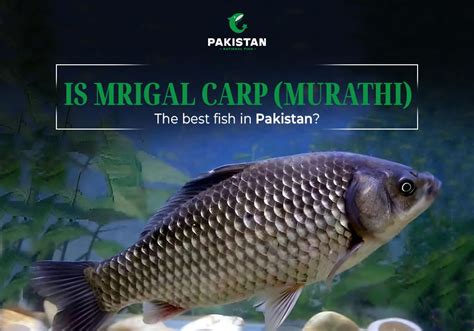 Mrigal Fish Benefits Best Type Of Fish In Pakistan
