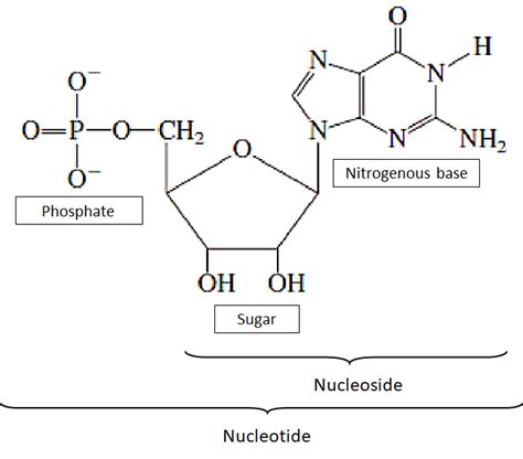Explain The Difference Between Nucleoside And Nucleotide