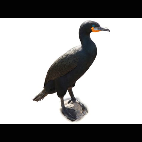 Cape Cormorant Phalacrocorax Capensis Identification Birda