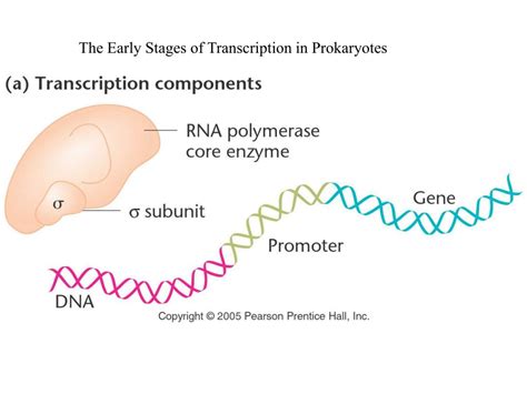 Ppt Triplet Coding Dictionary Powerpoint Presentation Free Download