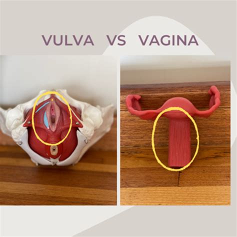 Whats The Difference Between The Vulva And Vagina