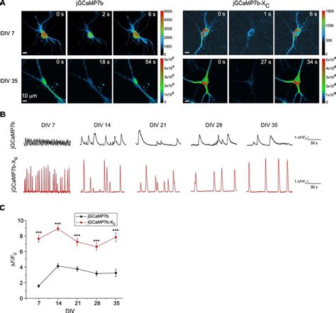 Supplement 3 Ca 2 Oscillations In Cultured Cortical Neurons
