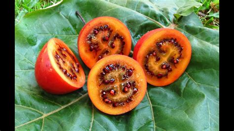Tamarillo Alchetron The Free Social Encyclopedia