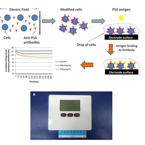 A Schematic Picture Of The Assay Workflow B Portable Biosensor