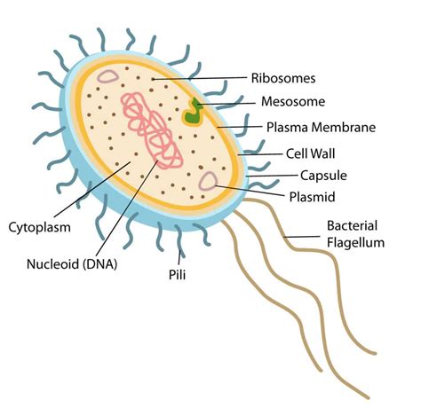 Simple Prokaryotic Cell Diagram