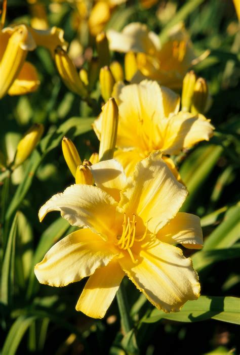 Yellow Daylilies Varieties