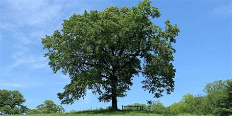 Tree Identification Walk
