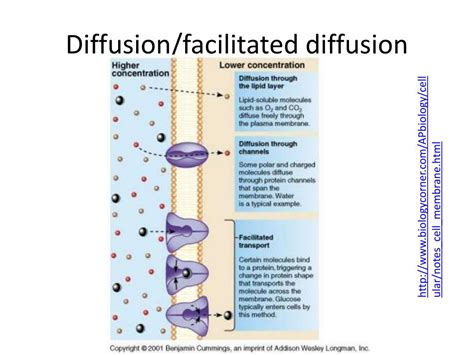 Ppt Intracellular Transport Powerpoint Presentation Free Download
