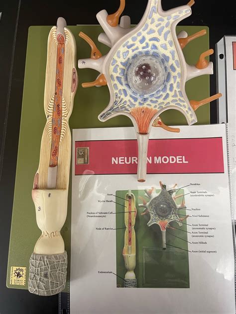 Neuron Model Diagram Quizlet