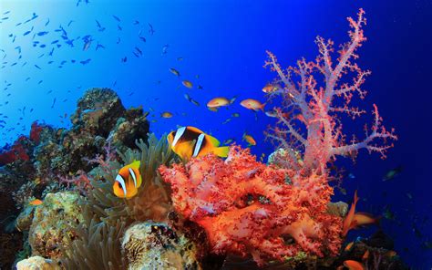 Ocean Reef Wallpapers Wallpaper Cave