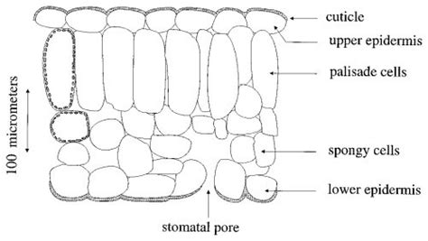 Easy Leaf Cross Section Labeled