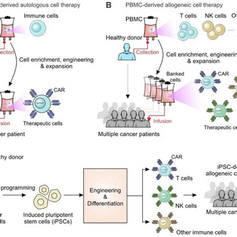Generation Of Ipsc Derived T Cell Based Cell Therapy A The Classic