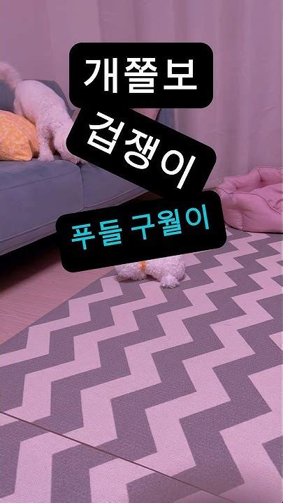인형도 무서워 강아지 쫄보푸들 Shorts Youtube