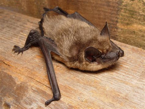 Serotine Bat Eptesicus Serotinus