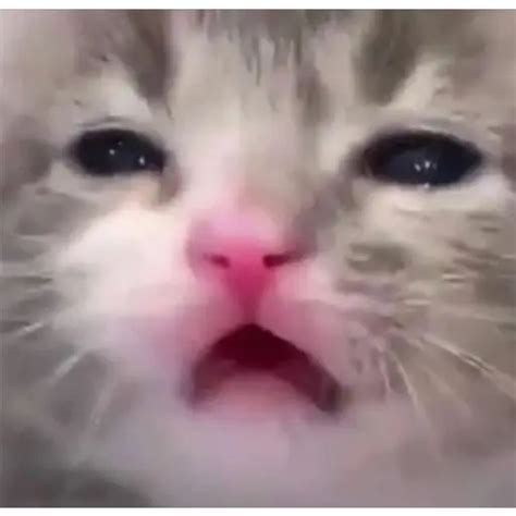 Cats Random