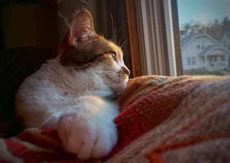 Got One Of My Favorite Picture Of Ruby On An Unseasonably Warm Spring Day R Calicokittys