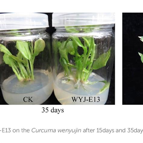 The Isolation And Characterization Of Endophytes Isolated From The