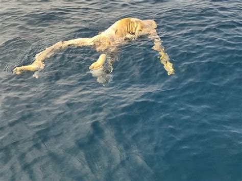 Corpse Found Drifting In Vaavu Atoll Times