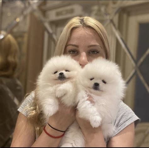 Кученца померан за осиновяване