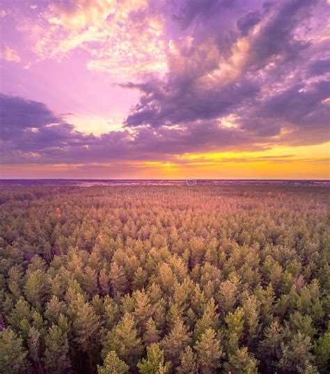 Aerial View Of Pine Forest At Sunset With Dramatic Sky Stock Image