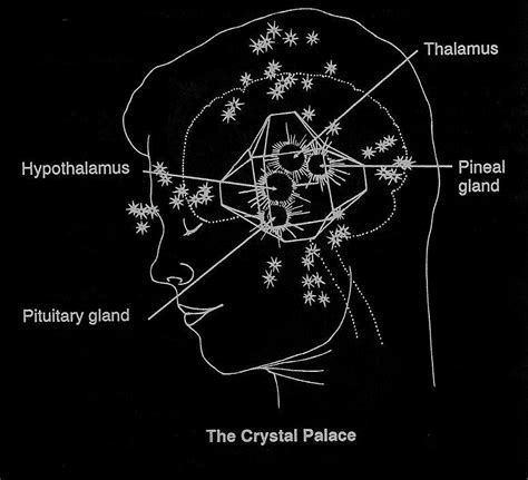 Crystal In Cats Pineal Gland At Aiden Darcy Blog