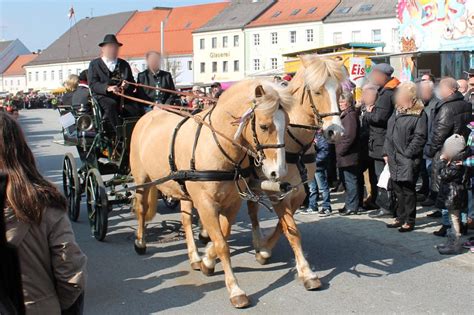 Haflinger Mix Dun Flaxen Chestnut Driving 2 By Orleantribute On