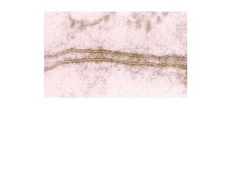 Ppt Fact 1 Globular Proteins Are Folded Into Their Functional Tertiary Structure In The Golgi