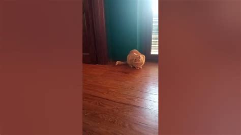 Red Gingy Cat Youtube