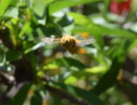 Mother Natures Backyard A Water Wise Garden Valley Carpenter Bee