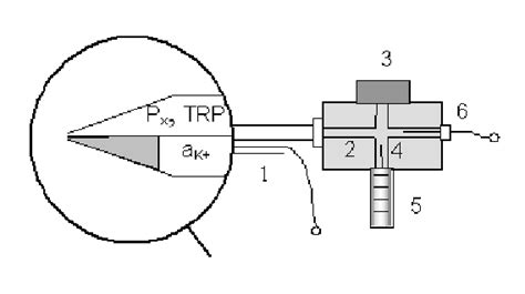 Multifunctional Xylem Probe For Measuring Xylem K Activity A K