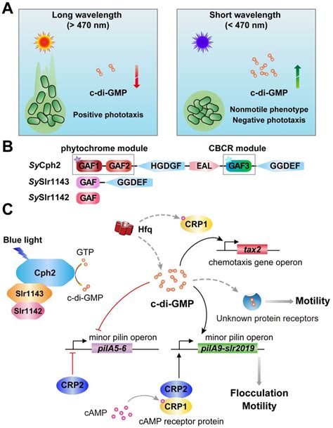 C Di Gmp Is Involved In Regulating Synechocystis Motility A Motility
