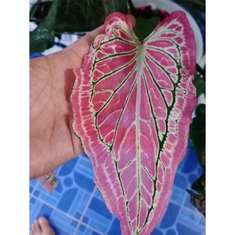 Jual Keladi Batikkeladi Viralkeladi Hias Shopee Indonesia