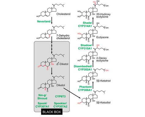 The Ecdysteroid Biosynthesis Pathway And Ecdysteroidogenic Enzymes In