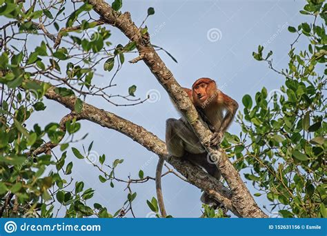 Proboscis Monkey Nasalis Larvatus Long Nosed Monkey Dutch Monkey