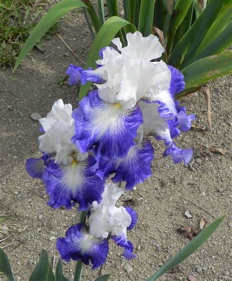 Tb Iris Germanica Miles Ahead Schreiner 2010 Iris Flowers Iris Garden Showy Flowers