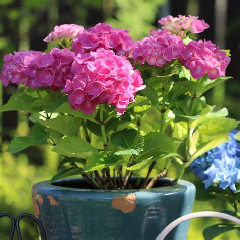 Hydrangea Tea Time Pink Garden Express