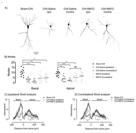 Mn72 Maintains Ca3 Dendritic Complexity And Architecture In The