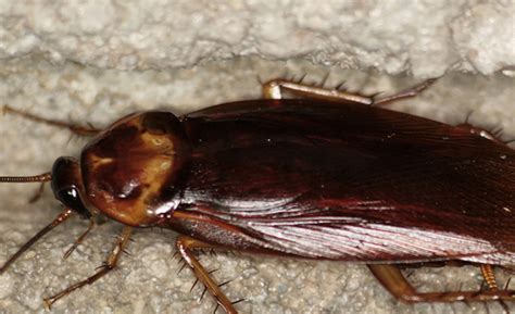 Truly Nolen Ohios Best Cockroach Control Service Contact Free