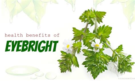 Top 7 Health Benefits Of Eyebright Herb And Its Uses