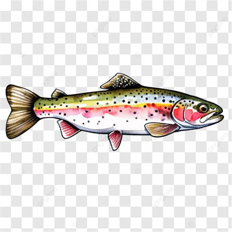 Vivid Rainbow Trout Illustration On Water Background Rainbow Trout