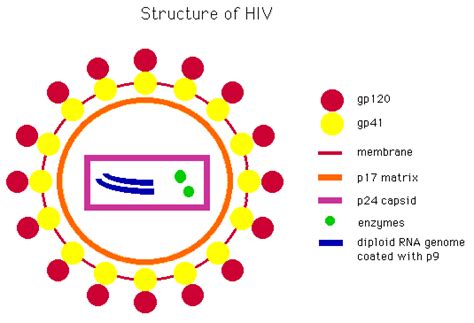Diagram Showing The Structure Of Hiv Gpnotebook