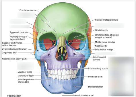 Frontal And Maxilla Bony Features Labeling Diagram Quizlet