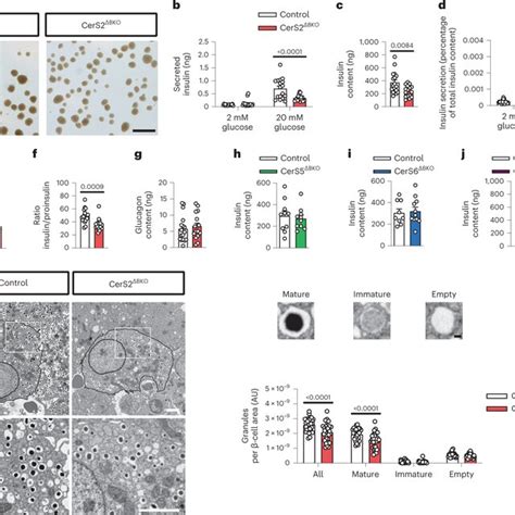 Proinsulin Processing And Insulin Content Is Cers2 Dependent A